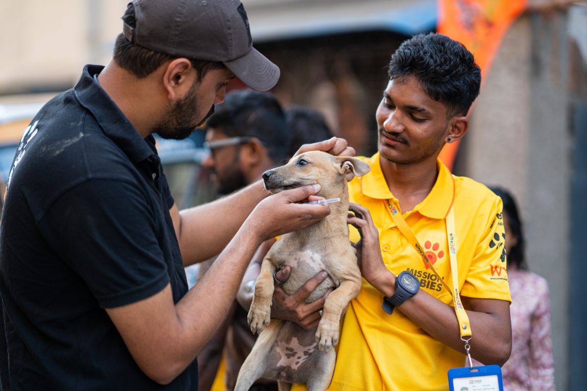 Mission Rabies | FAQs